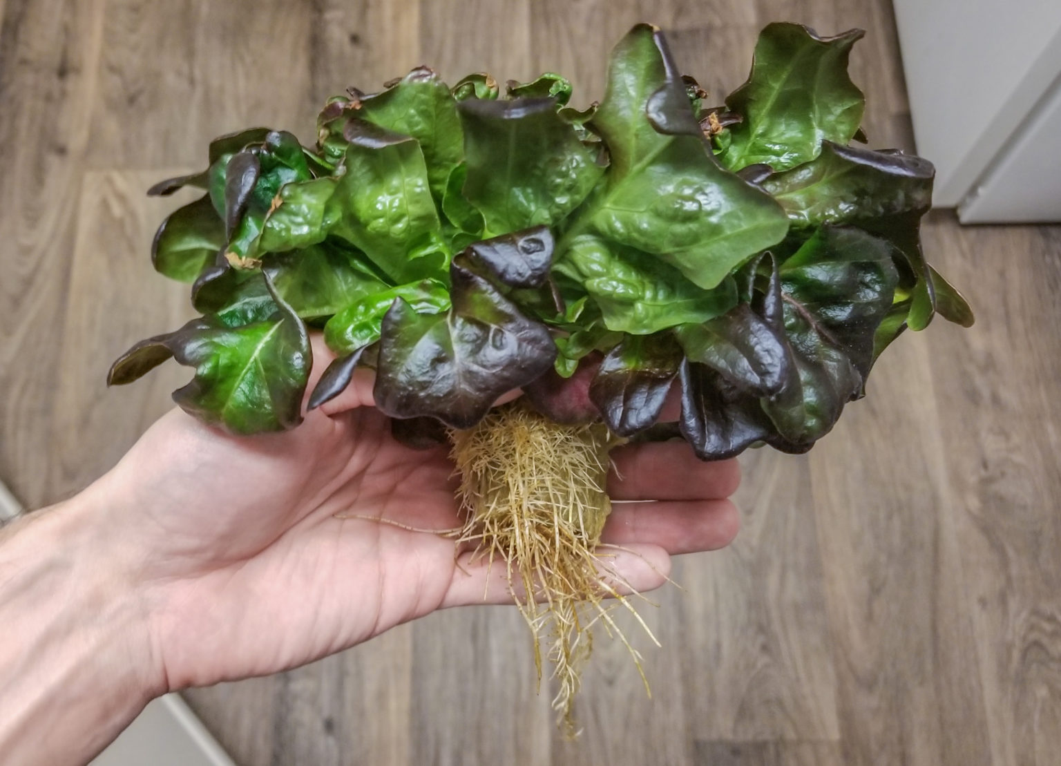 Automated Hydroponic System Build – Projects | Kyle Gabriel