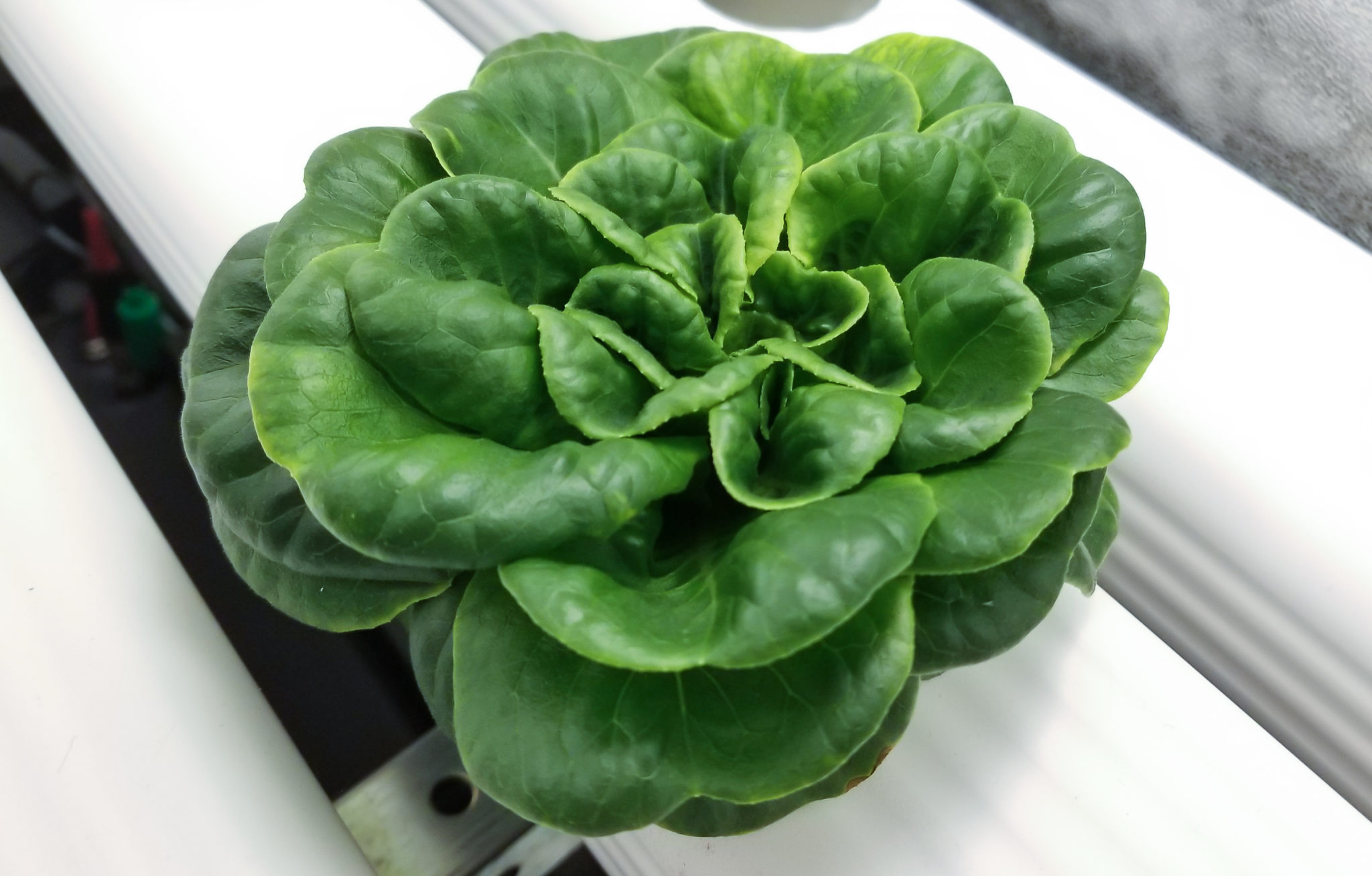 Automated Hydroponic System Build – Projects | Kyle Gabriel